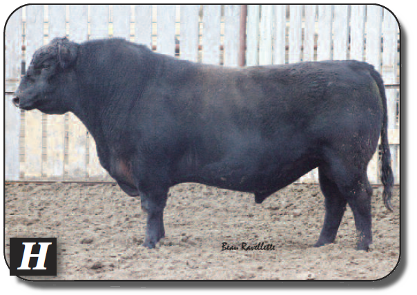 BAA Trojan, BAA Victor, Colcreek Brute and Shoshone Registered Bulls