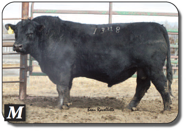BAA Trojan, BAA Victor, Colcreek Brute and Shoshone Registered Bulls